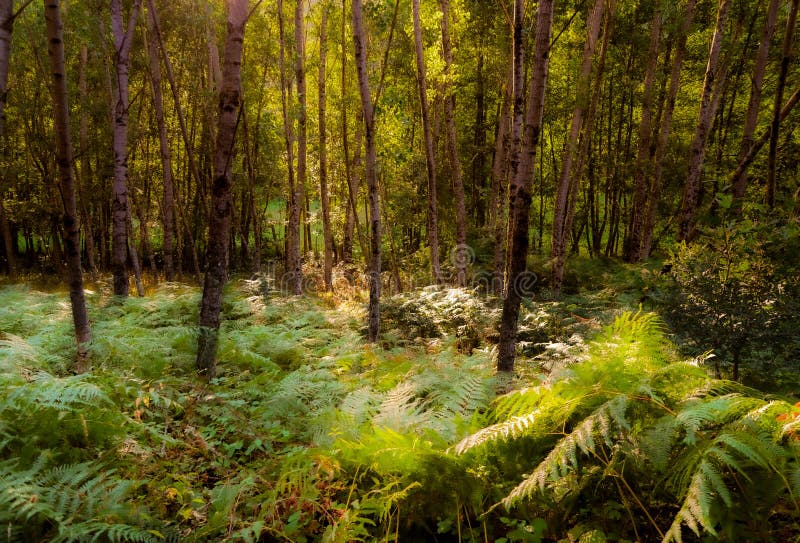 Sunbeams Entering through the Trees and Undergrowth of a Lush and Green ...