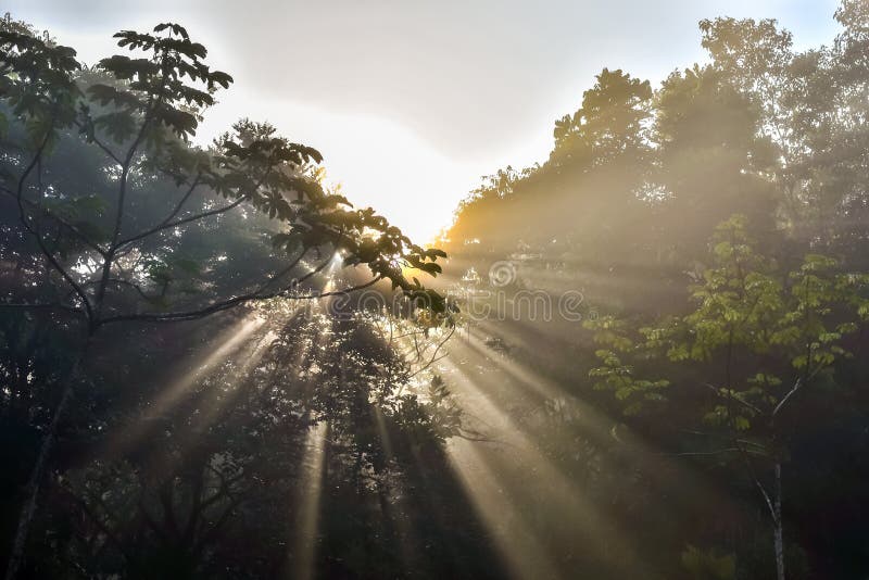 Sunbeams in the forest stock image. Image of fresh, summer - 143931739