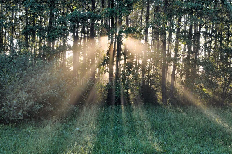 Sunbeams in forest stock photo. Image of tree, beams - 42458750