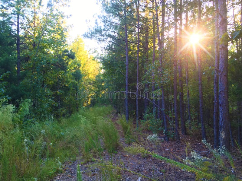 Sunbeams in a forest stock photo. Image of sunlight, trees - 78811836