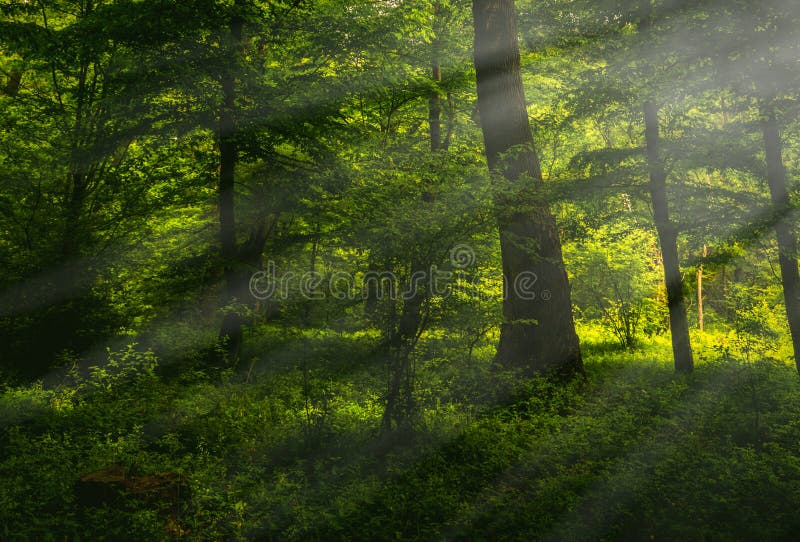 Sunbeams in forest stock image. Image of scenery, leaves - 92502303