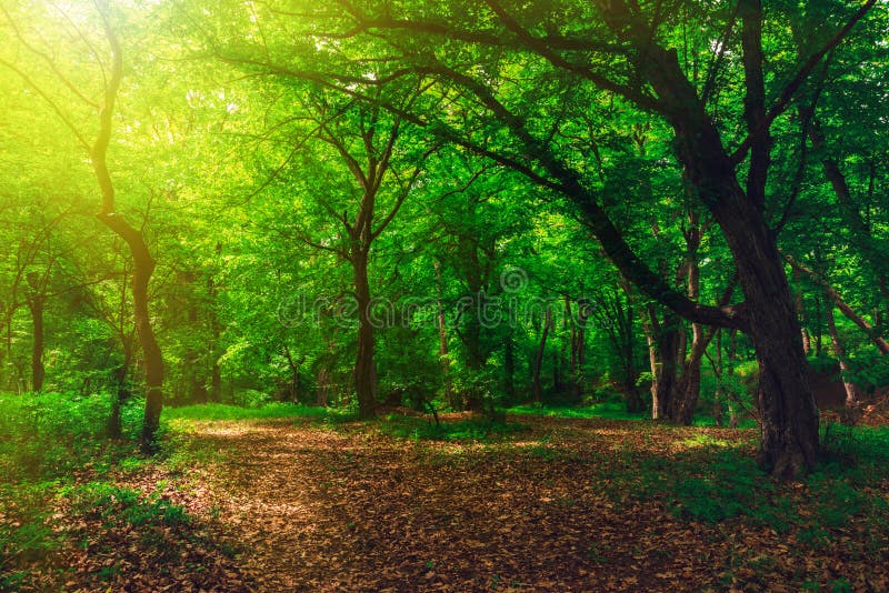 Sunbeams in forest stock photo. Image of serenity, plants - 92502382