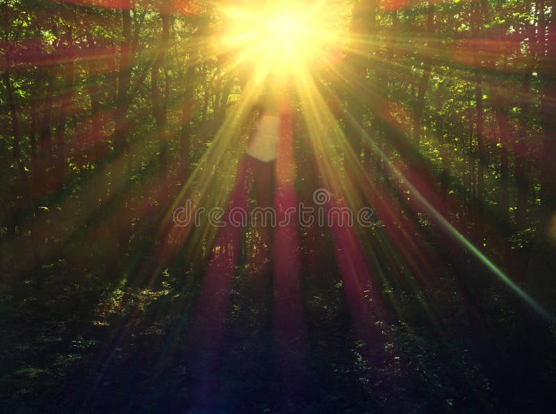 Sunbeams in the forest stock image. Image of spiritual - 119511273