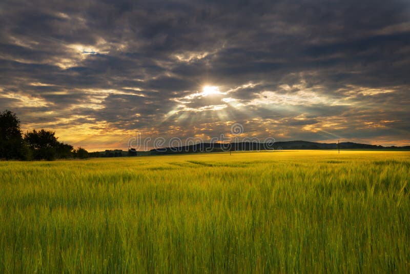 Sunbeams and grain field stock photo. Image of country - 73439348
