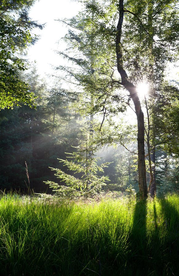 Sunbeams in Green Forest Over Spruce Stock Image - Image of drenthe ...