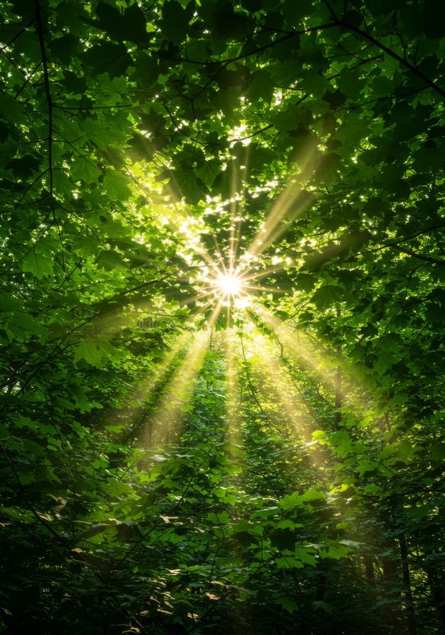 Sunbeams through Lush Green Forest Canopy Stock Photo - Image of ...