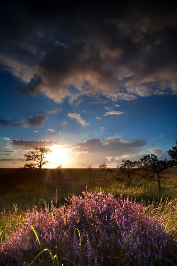 Sunbeams Over Flowering Heather Stock Photo - Image of dramatic ...