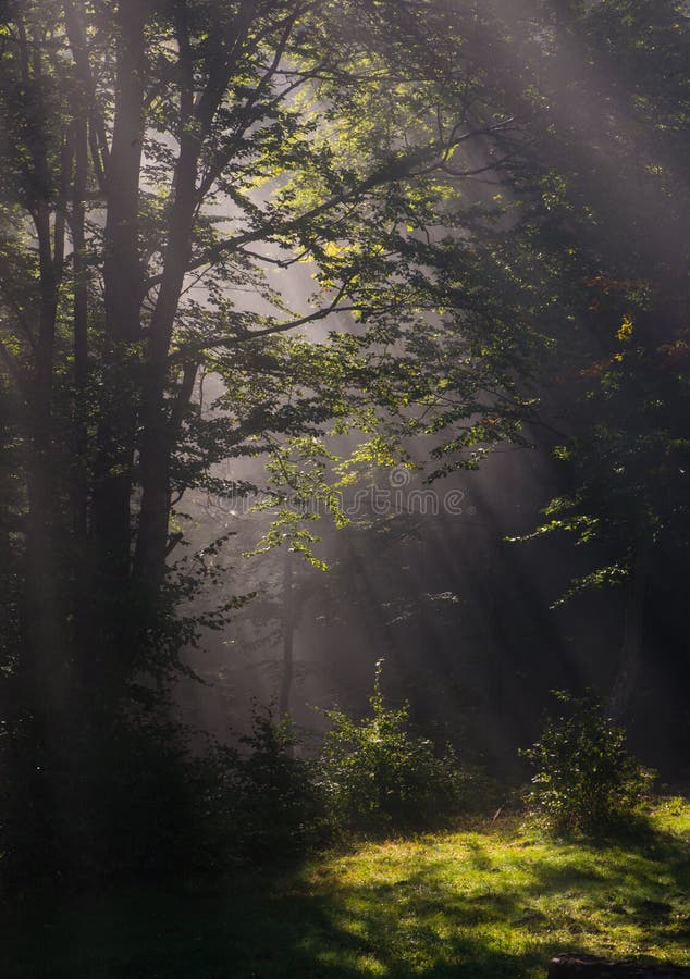 Sun rays in forest stock image. Image of morning, mystery - 110008099