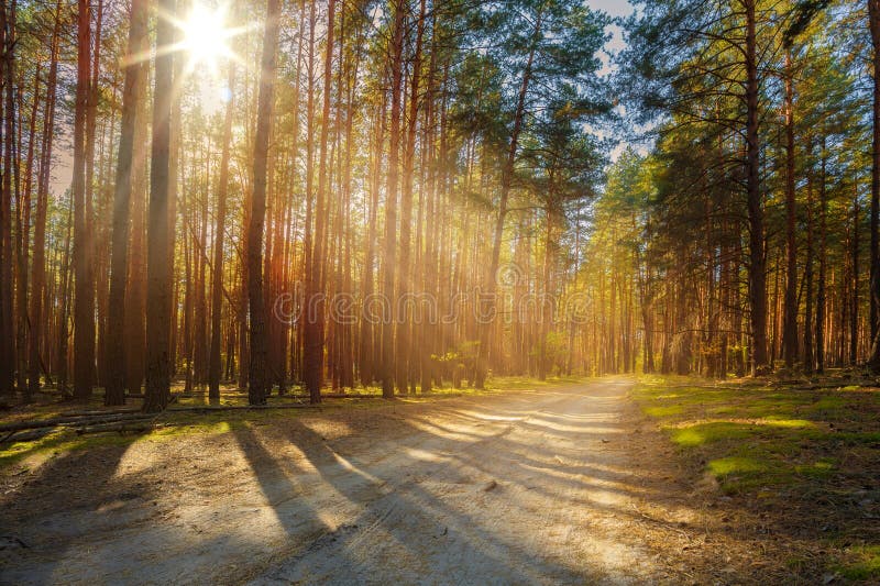 Sunbeams Shine through the Trees Onto an Empty Road in a Pine Forest ...