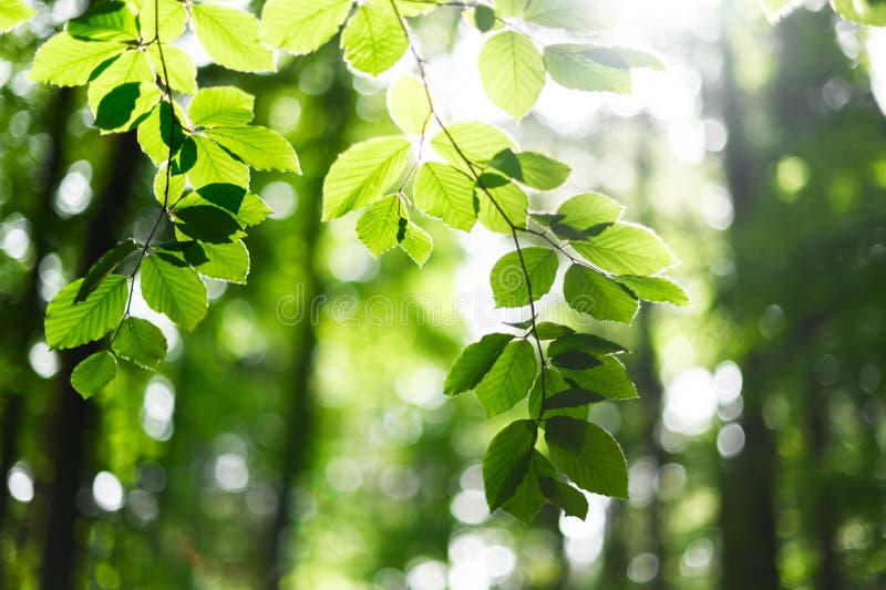 Sunbeams Shine through Young Beech Leaves in Spring Forest Stock Image ...