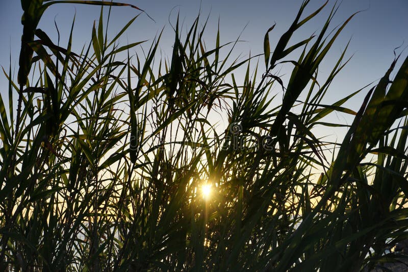 Sunbeams Shining through a Bush of Young Bamboo Stock Image - Image of ...