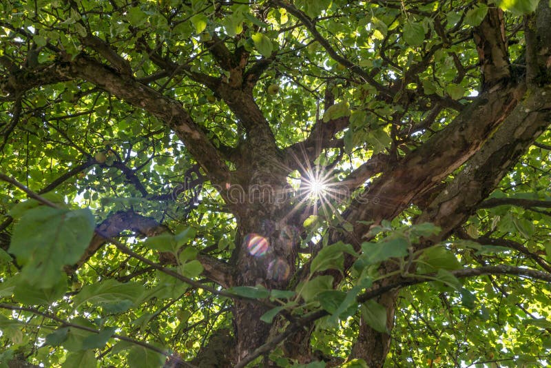 Sunbeams Shining through the Canopy of an Apple Fruit Tree in a Garden ...