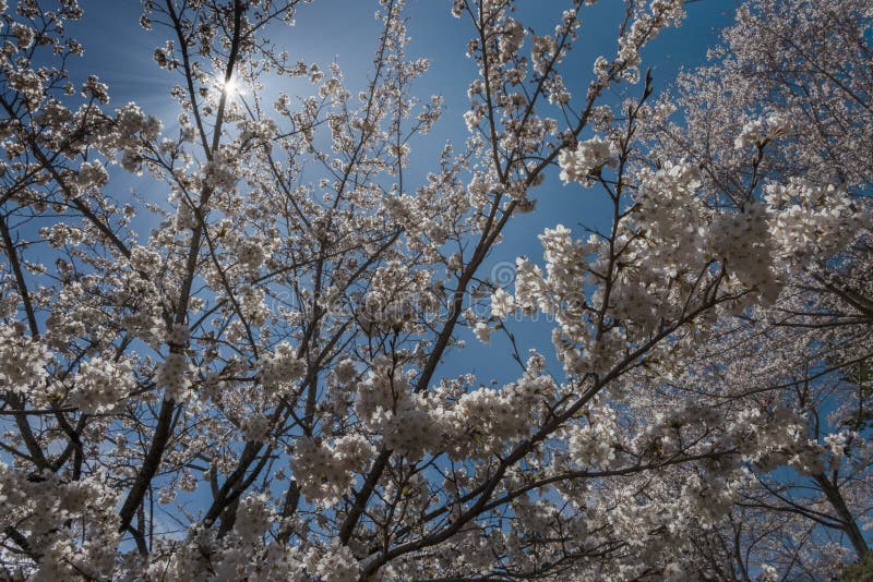 Sunbeams Shining through Cherry Blossom Trees. Japan Stock Photo ...