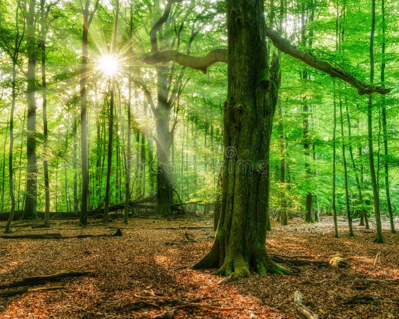 Sunny Green Forest of Beech and Oak Trees Stock Photo - Image of mystic ...