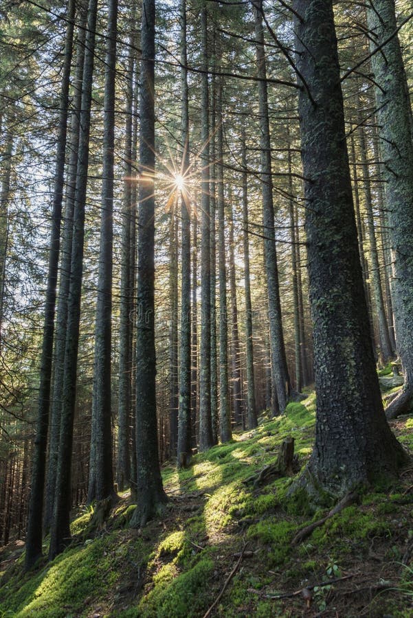 Sunbeams Shining through High Trees in the Summer Forrest Stock Photo ...