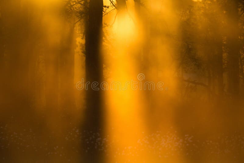 Sunbeams Shining through the Mist Stock Image - Image of shine ...