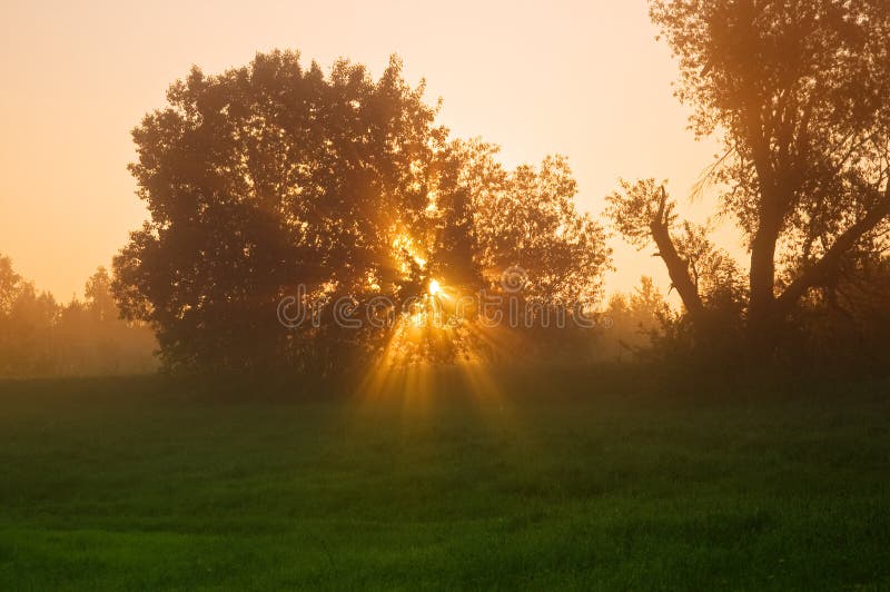 Spring woods stock image. Image of green, fairytale, purple - 40198149