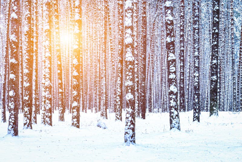 Sunbeams Streaking through Pine Trunks in a Winter Pine Forest after a ...