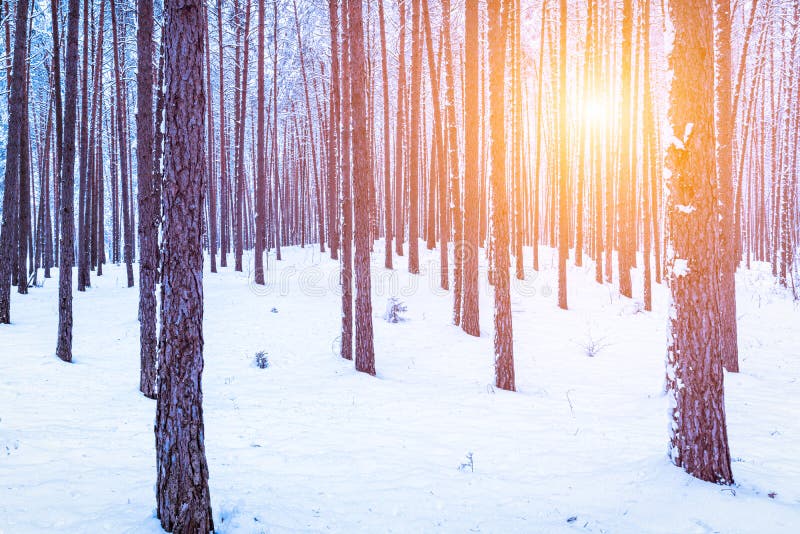 Sunbeams Streaking through Pine Trunks in a Winter Pine Forest after a ...