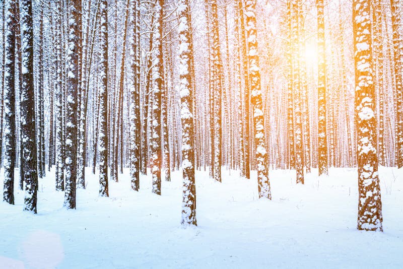 Sunbeams Streaking through Pine Trunks in a Winter Pine Forest after a ...