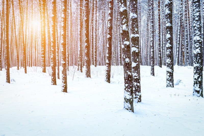 Sunbeams Streaking through Pine Trunks in a Winter Pine Forest after a ...