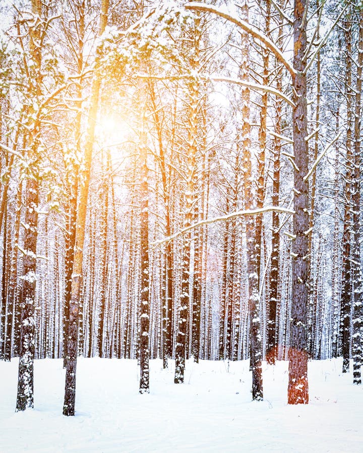 Sunbeams Streaking through Pine Trunks in a Winter Pine Forest after a ...