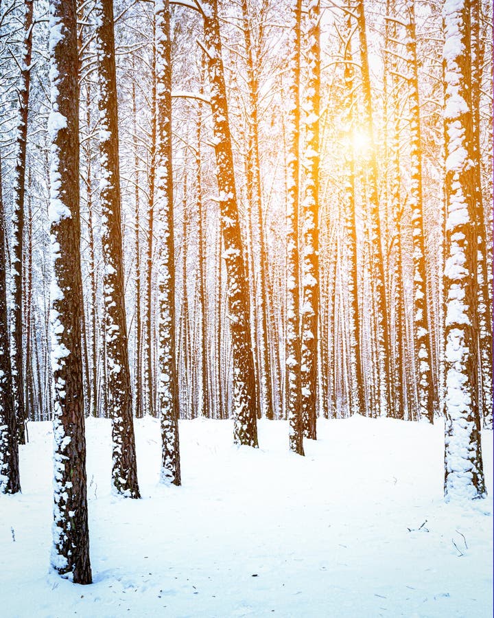 Sunbeams Streaking through Pine Trunks in a Winter Pine Forest after a ...