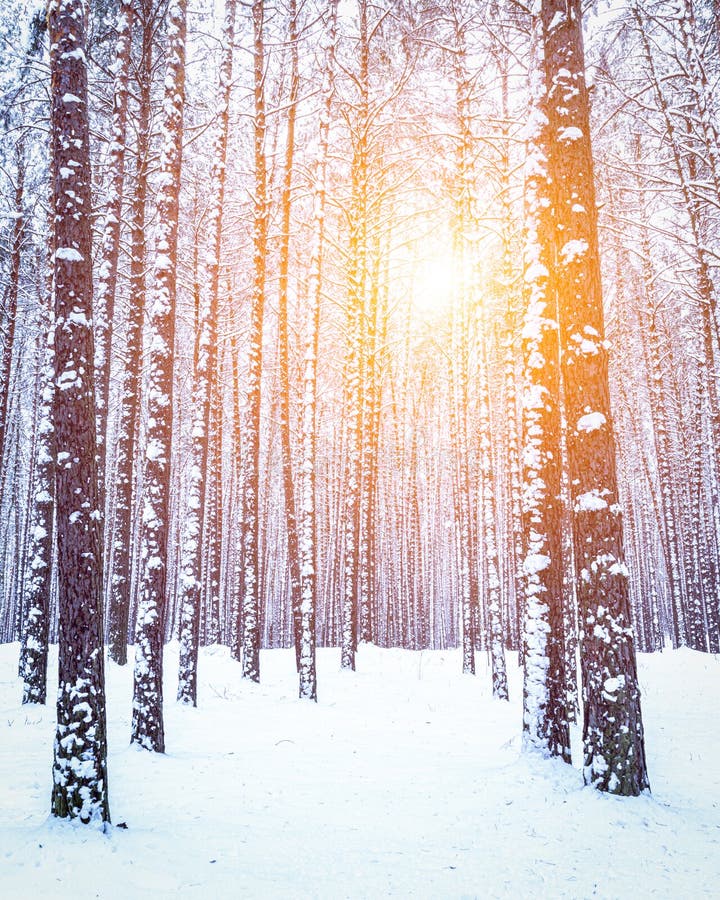 Sunbeams Streaking through Pine Trunks in a Winter Pine Forest after a ...