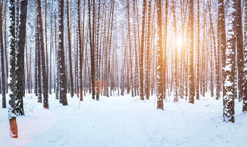 Sunbeams Streaking through Pine Trunks in a Winter Pine Forest after a ...