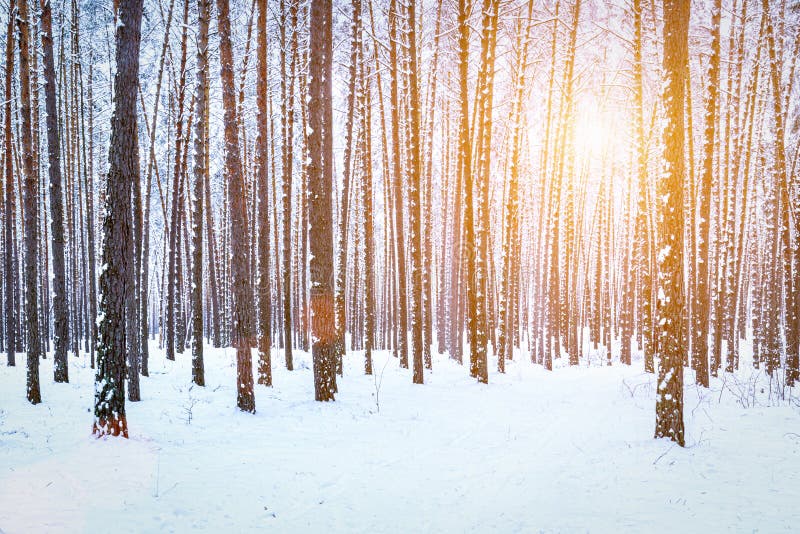 Sunbeams Streaking through Pine Trunks in a Winter Pine Forest after a ...