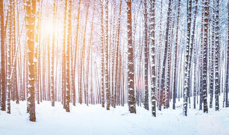 Sunbeams Streaking through Pine Trunks in a Winter Pine Forest after a ...