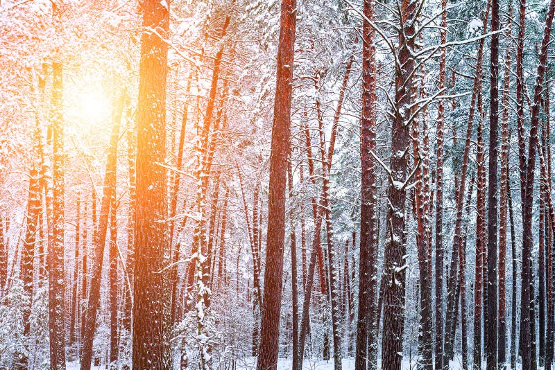 Sunbeams Streaking through Pine Trunks in a Winter Pine Forest after a ...