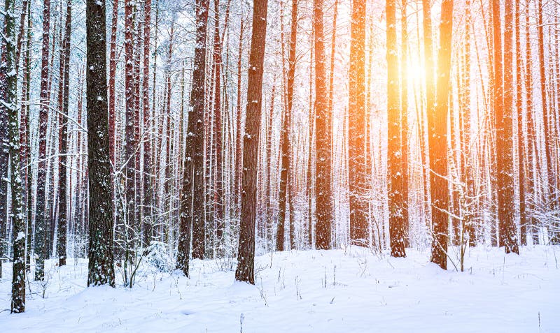Sunbeams Streaking through Pine Trunks in a Winter Pine Forest after a ...