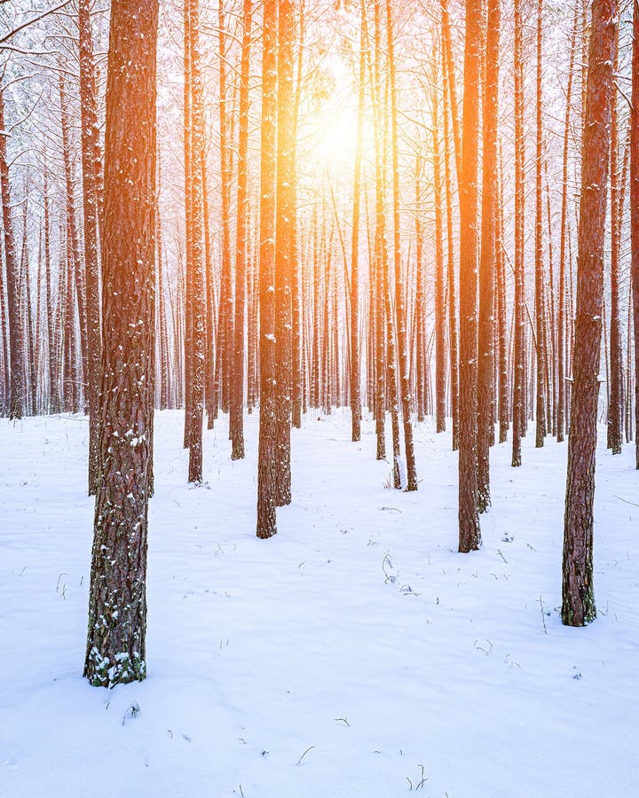 Sunbeams Streaking through Pine Trunks in a Winter Pine Forest after a ...