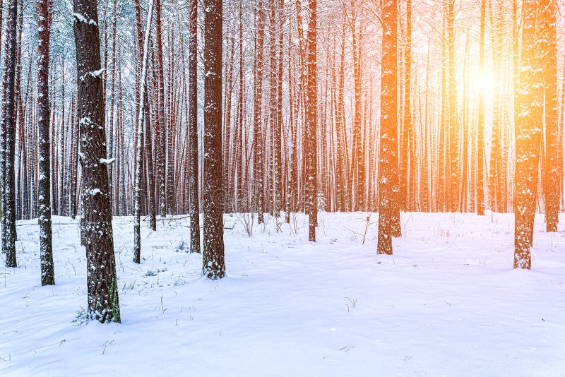 Sunbeams Streaking through Pine Trunks in a Winter Pine Forest after a ...