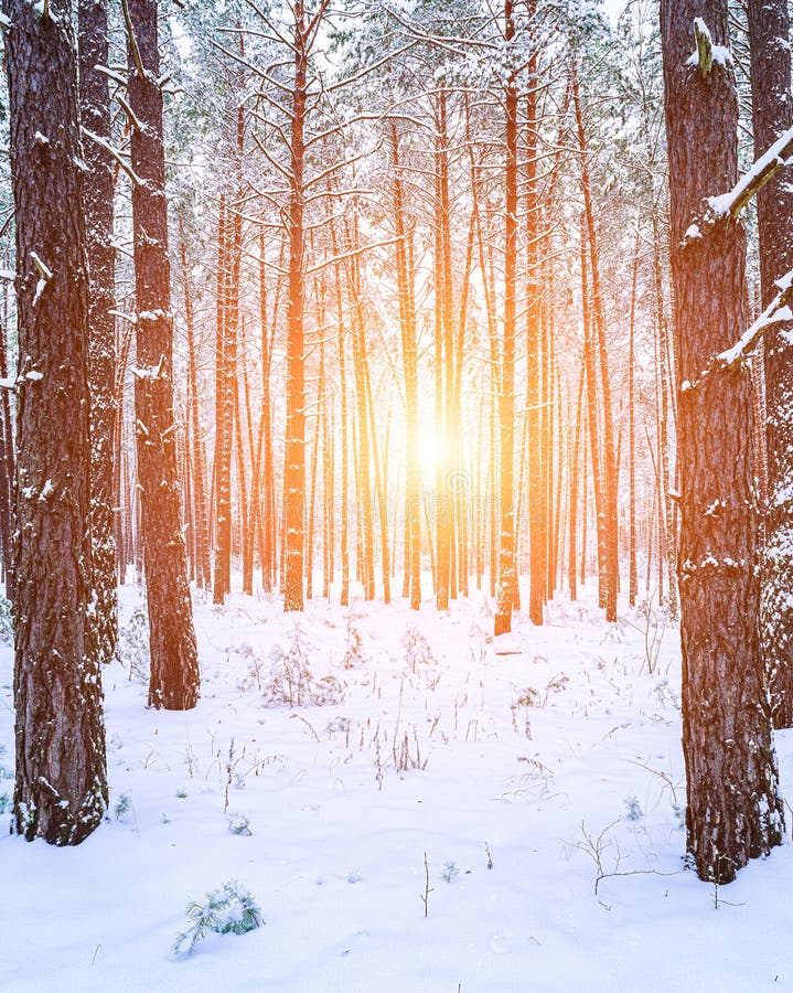 Sunbeams Streaking through Pine Trunks in a Winter Pine Forest after a ...