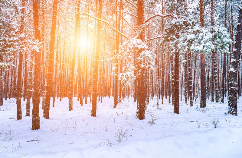 Sunbeams Streaking through Pine Trunks in a Winter Pine Forest after a ...