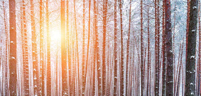 Sunbeams Streaking through Pine Trunks in a Winter Pine Forest after a ...