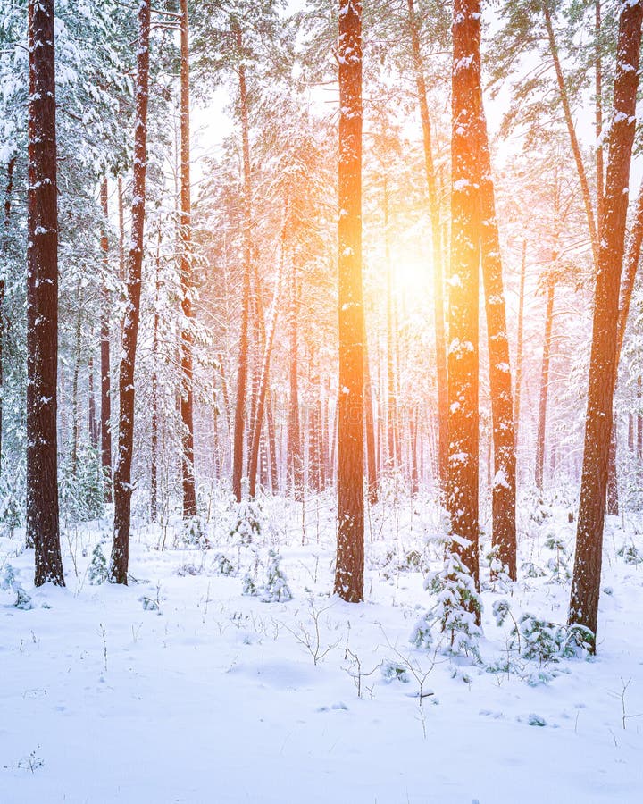 Sunbeams Streaking through Pine Trunks in a Winter Pine Forest after a ...