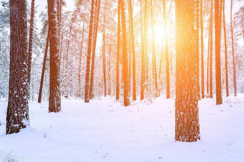 Sunbeams Streaking through Pine Trunks in a Winter Pine Forest after a ...