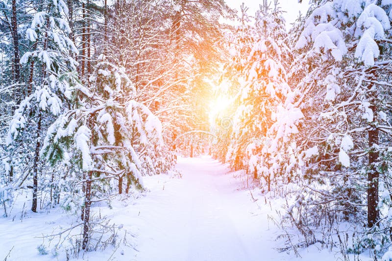 Sunbeams Streaking through Pine Trunks in a Winter Pine Forest after a ...