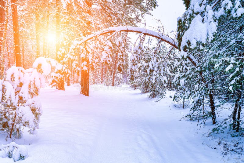 Sunbeams Streaking through Pine Trunks in a Winter Pine Forest after a ...