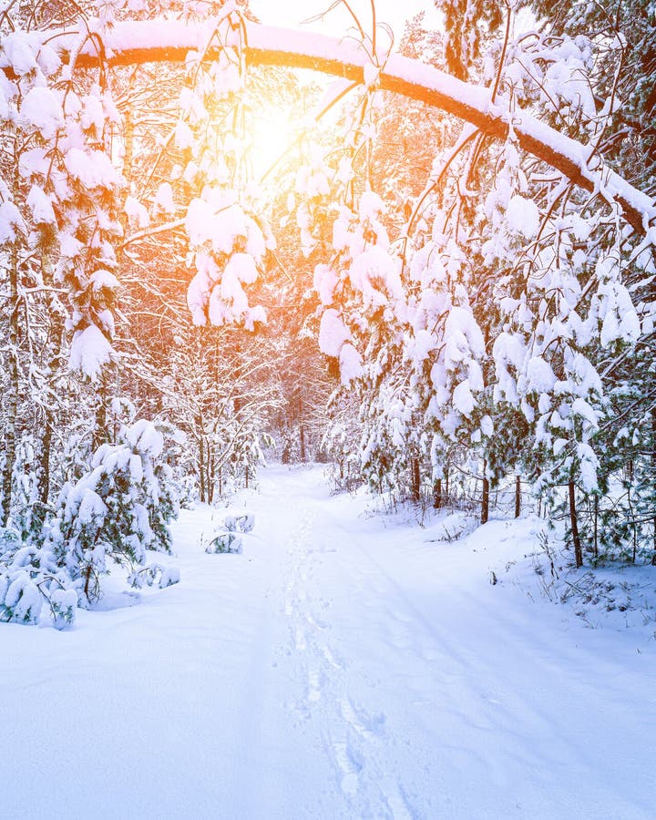 Sunbeams Streaking through Pine Trunks in a Winter Pine Forest after a ...