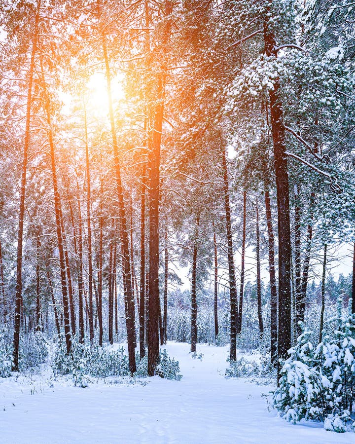 Sunbeams Streaking through Pine Trunks in a Winter Pine Forest after a ...