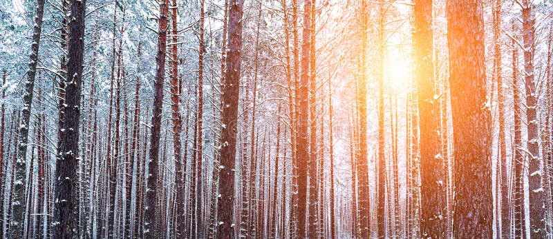 Sunbeams Streaking through Pine Trunks in a Winter Pine Forest after a ...