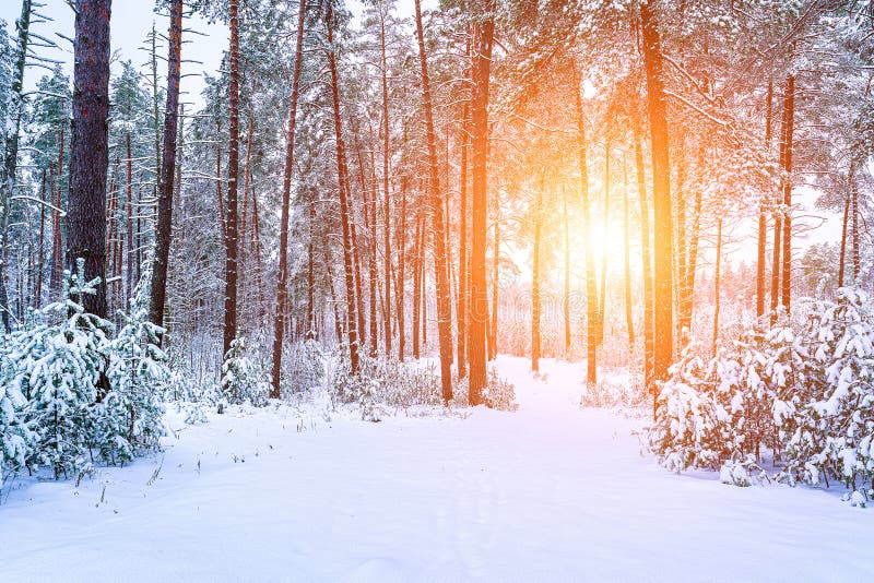 Sunbeams Streaking through Pine Trunks in a Winter Pine Forest after a ...
