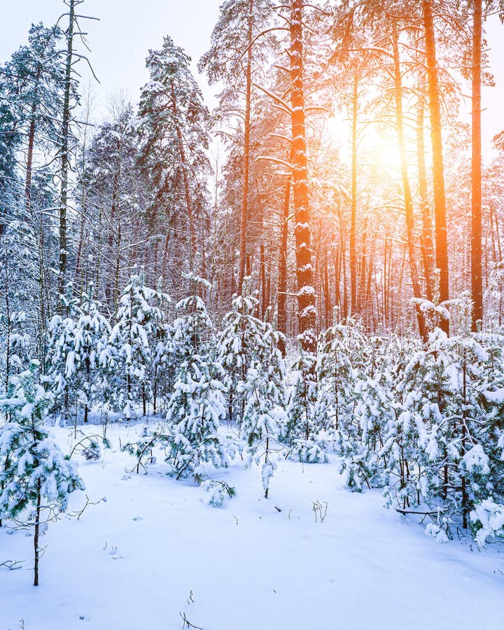Sunbeams Streaking through Pine Trunks in a Winter Pine Forest after a ...