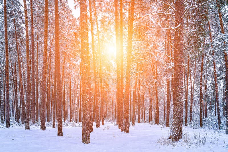 Sunbeams Streaking through Pine Trunks in a Winter Pine Forest after a ...