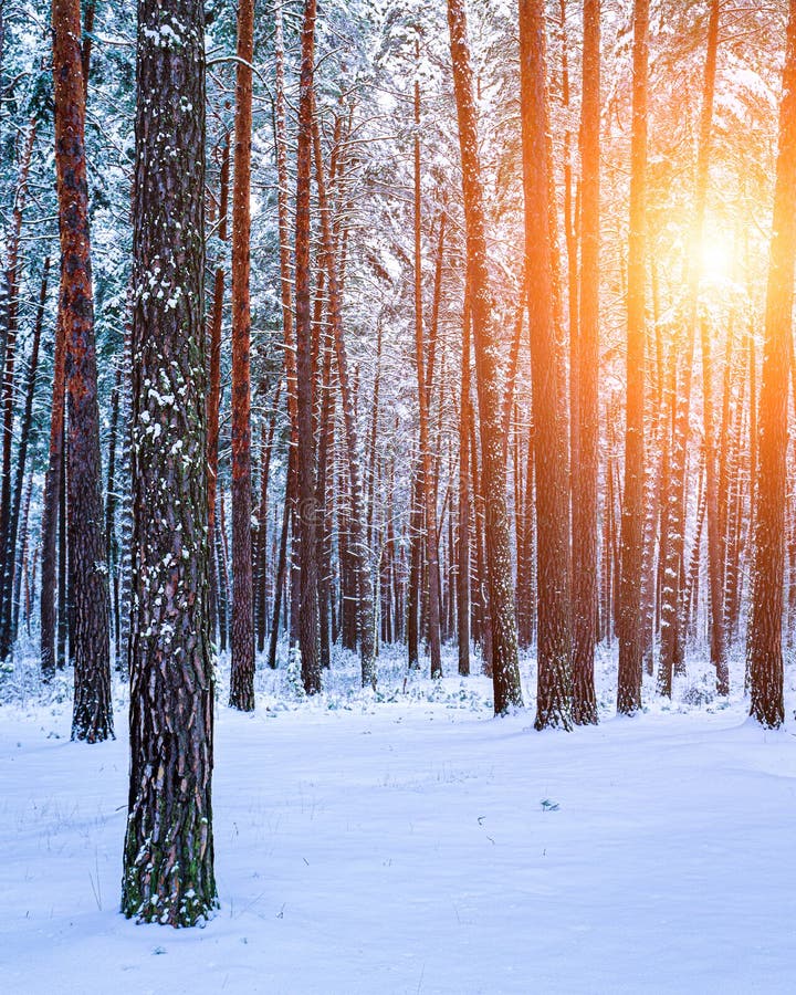 Sunbeams Streaking through Pine Trunks in a Winter Pine Forest after a ...