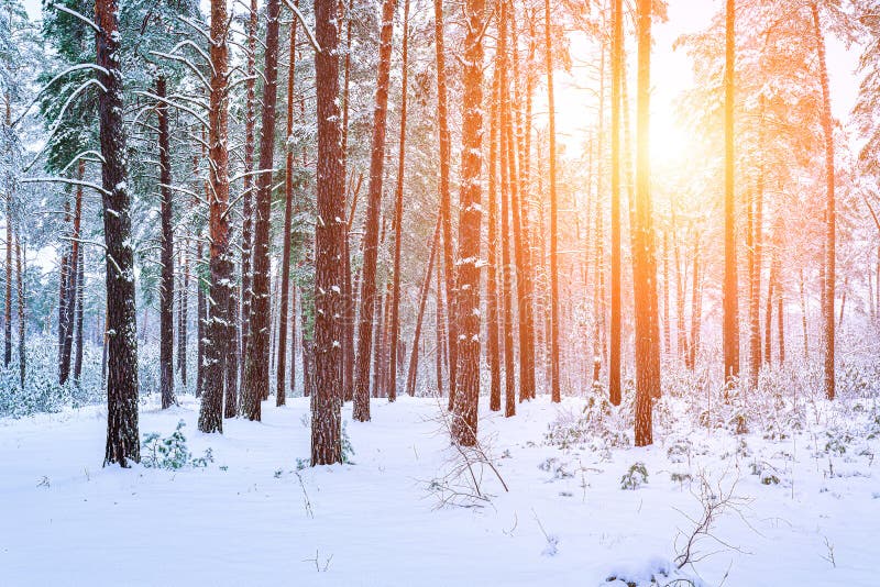 Sunbeams Streaking through Pine Trunks in a Winter Pine Forest after a ...